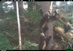 Wolverines return to Mount Rainier National Park after more than 100 ...
