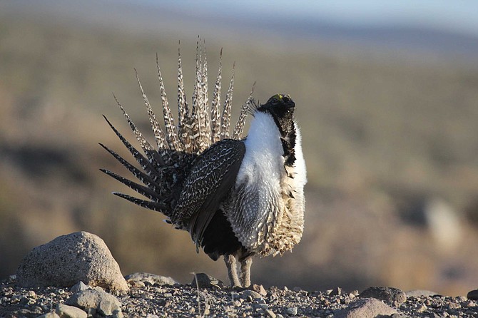 Sage grouse listing deemed not warranted | Great Basin Sun
