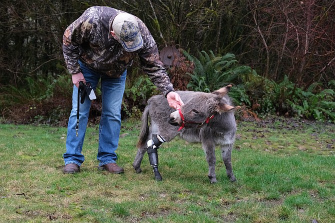 Little donkey sports a prosthetic peg leg | Snohomish County Tribune
