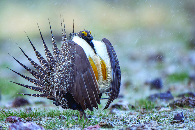 BLM makes more lands inhabited by greater sage-grouse available for ...